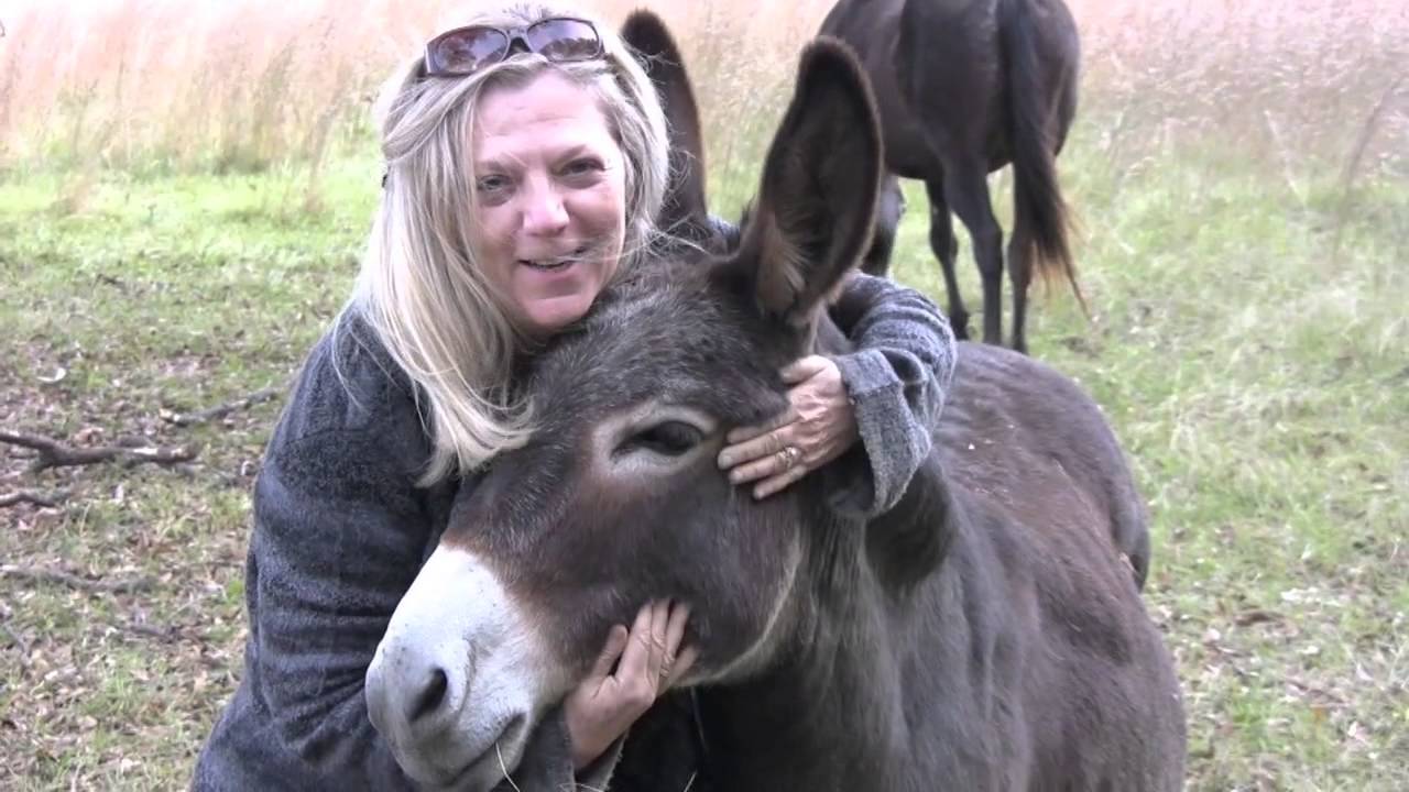 On Guard: Dede Garfrerick and Guard Donkeys - YouTube