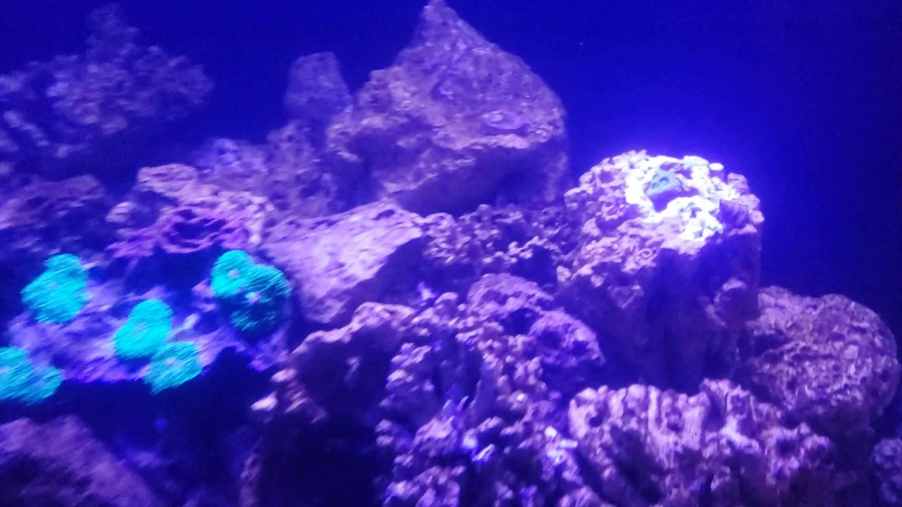 180 gallon reef tank just 2 months old. - YouTube