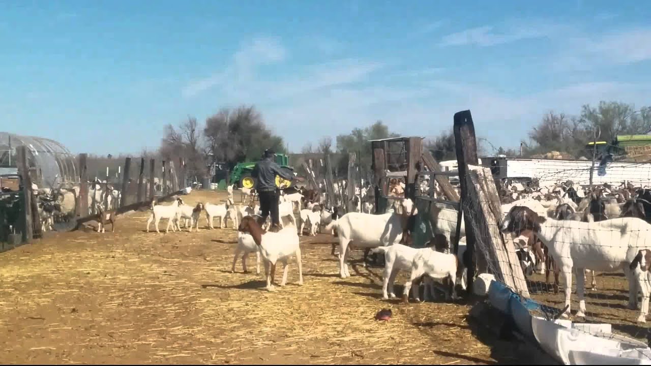 Now I'm a real goat herder - YouTube