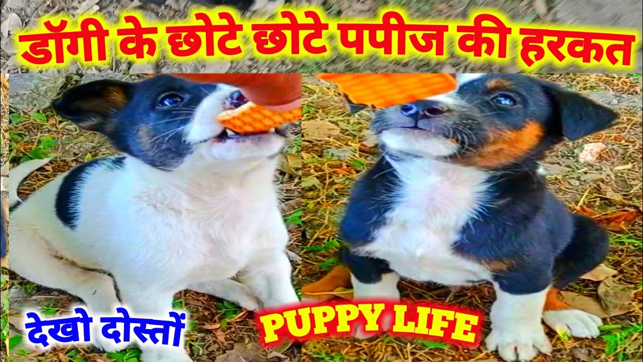 डॉगी के छोटे छोटे पपीज की हरकत 🐕🐶dog puppy |dog beby | pilla dogi ...