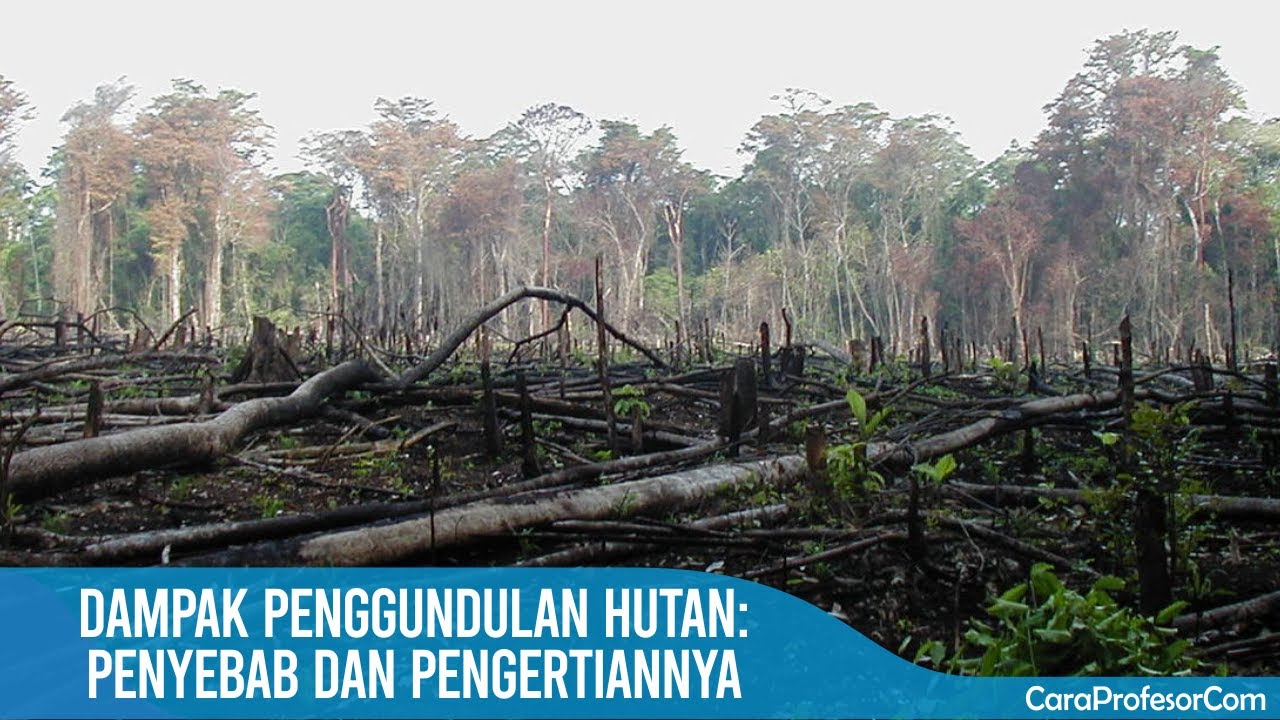 Dampak penggundulan hutan penyebab dan pengertiannya - YouTube