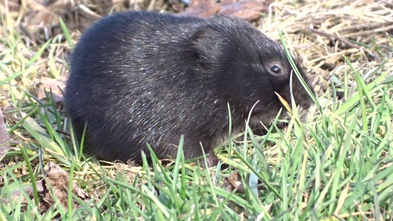 Black Vole