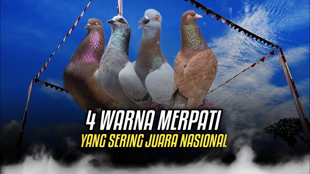 4 WARNA MERPATI YANG SERING JUARA NASIONAL‼️ - YouTube
