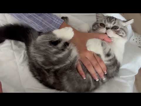 Peekabo #cat #exotic #kitten #cute #cutecat o