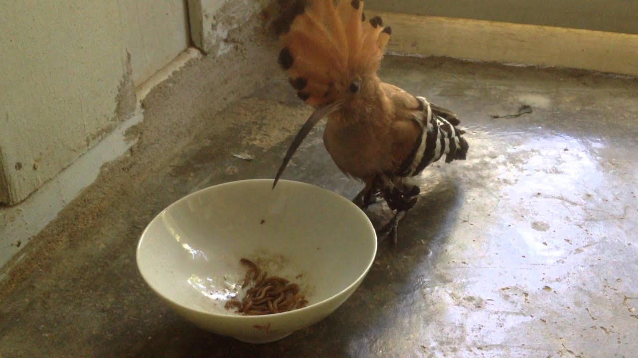 kwan worm close up - YouTube