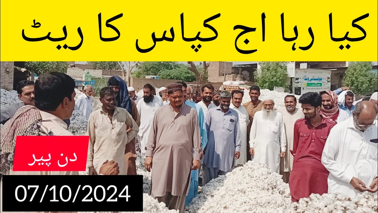 Today cotton rate in Punjab Pakistan | Kapas ka rate today !aj Kapas ka ...
