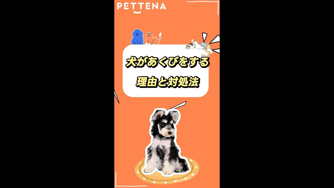 犬があくびをする理由と対処法#pettena #pets #犬#かわいい #豆知識 - YouTube