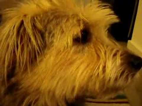 lil' TT's last night with us - YouTube