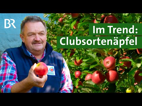 Clubsorten-Obst im Supermarkt: Kanzi oder Pink Lady-Äpfel vom Bodensee | Unser Land | BR