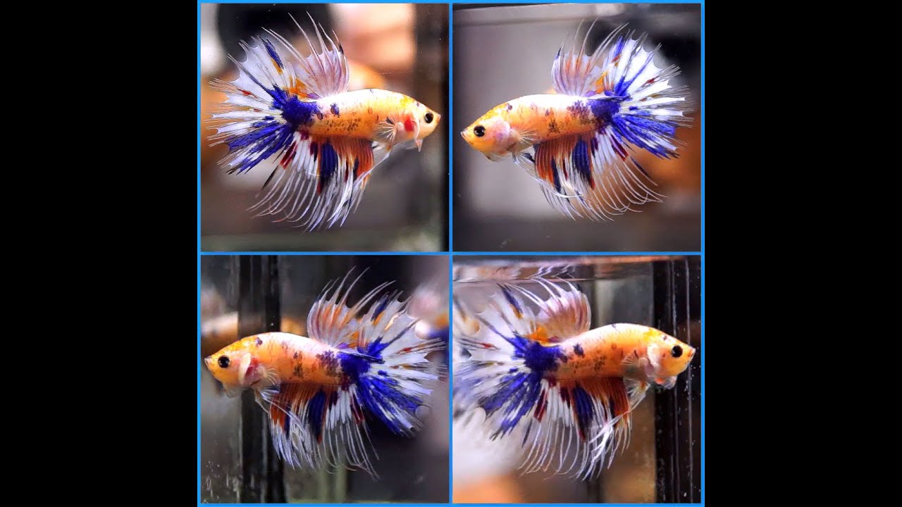 Betta Fish Fancy MULTI-COLOR DRAGON Crowntail CT Male J231 - YouTube