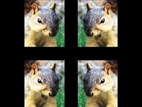 Singing Squirrels in Squirrels Clothing - YouTube
