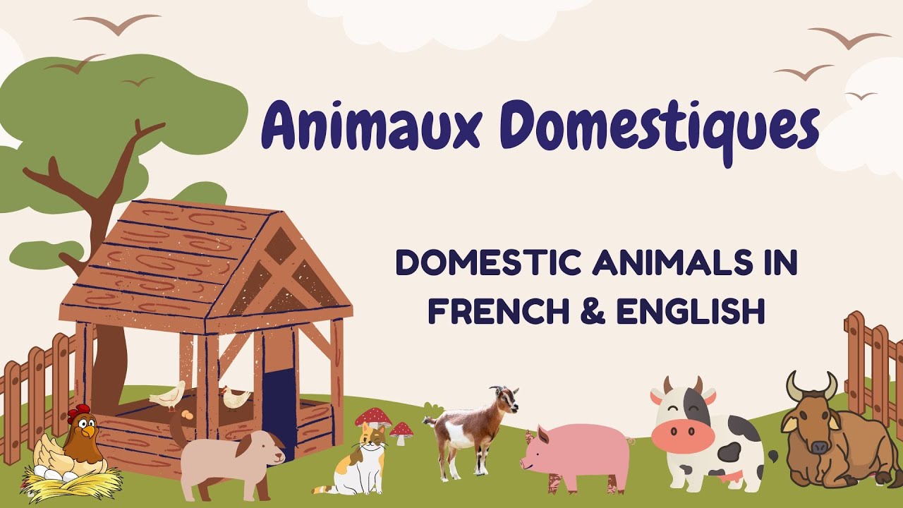 Animaux Domestiques - Domestic Animals in French & English - YouTube