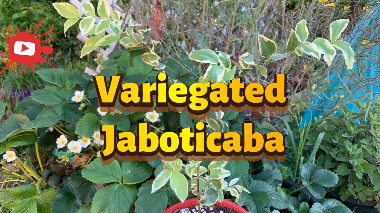 New addition variegated sabara jaboticaba - YouTube