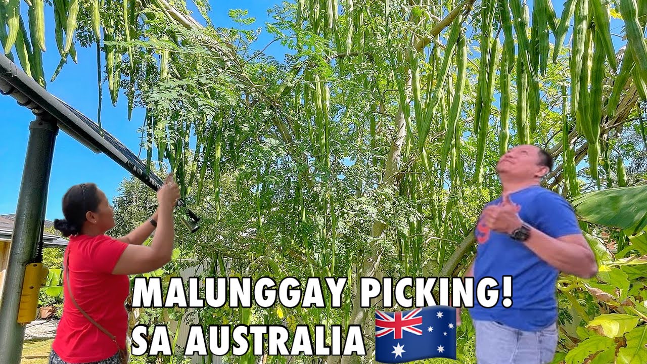 MALUNGGAY PICKING 😅| DINAYO PA NAMIN NI MISTER! LIBRENG BUNGA NG ...