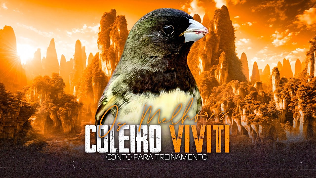 Os Melhores Cantos do Coleiro Viviti Para Treinamento 2023 - YouTube