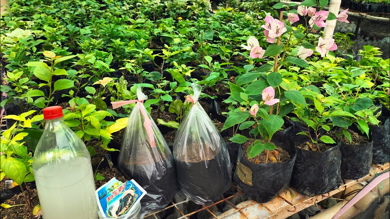 HOW TO PROPAGATE BOUGAINVILLEA CUTTINGS OR STEM - YouTube