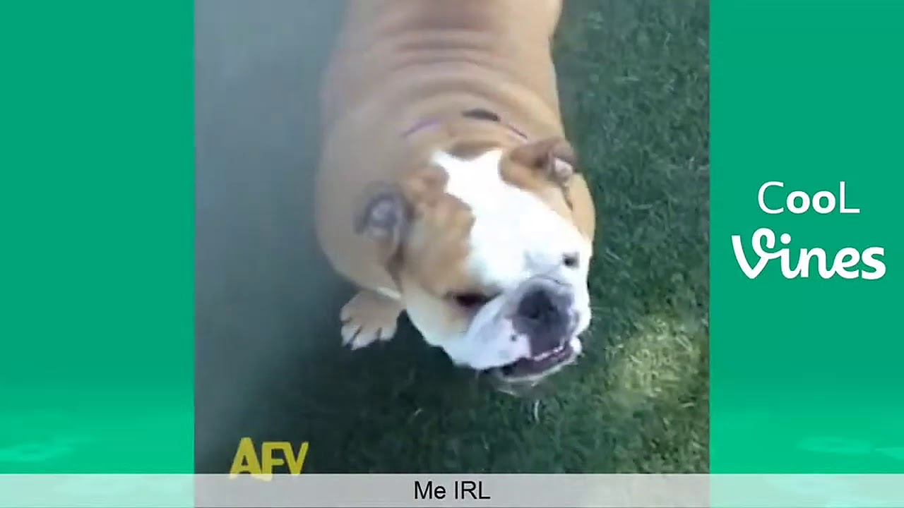 Try Not To Laugh Challenge Funny Cat Dog Vines compilation 2017 - YouTube
