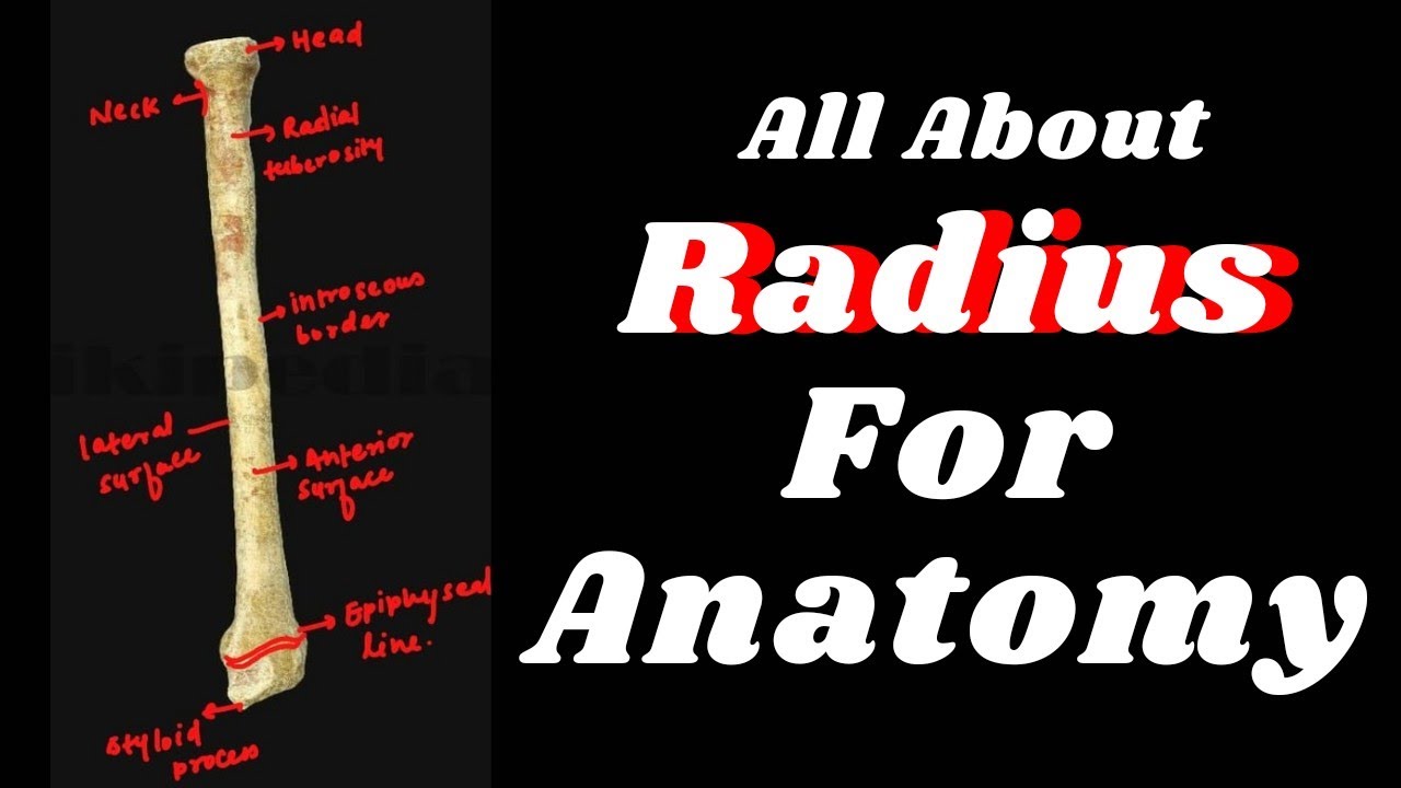 All about radius: Side determination, Border, surface with figure - YouTube