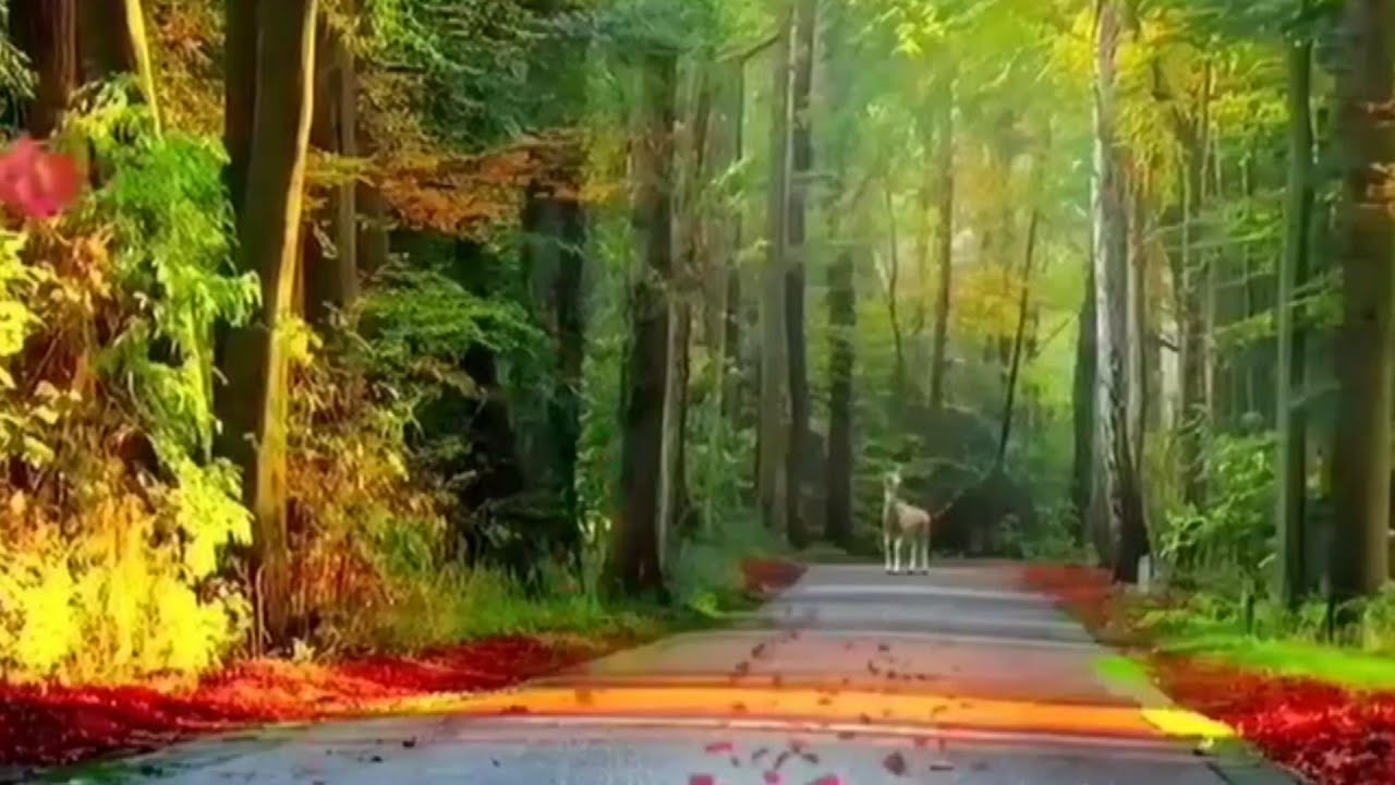 Herfstmuziek Vrolijke achtergrondmuziek dwarsfluit Rustige rustgevende ...