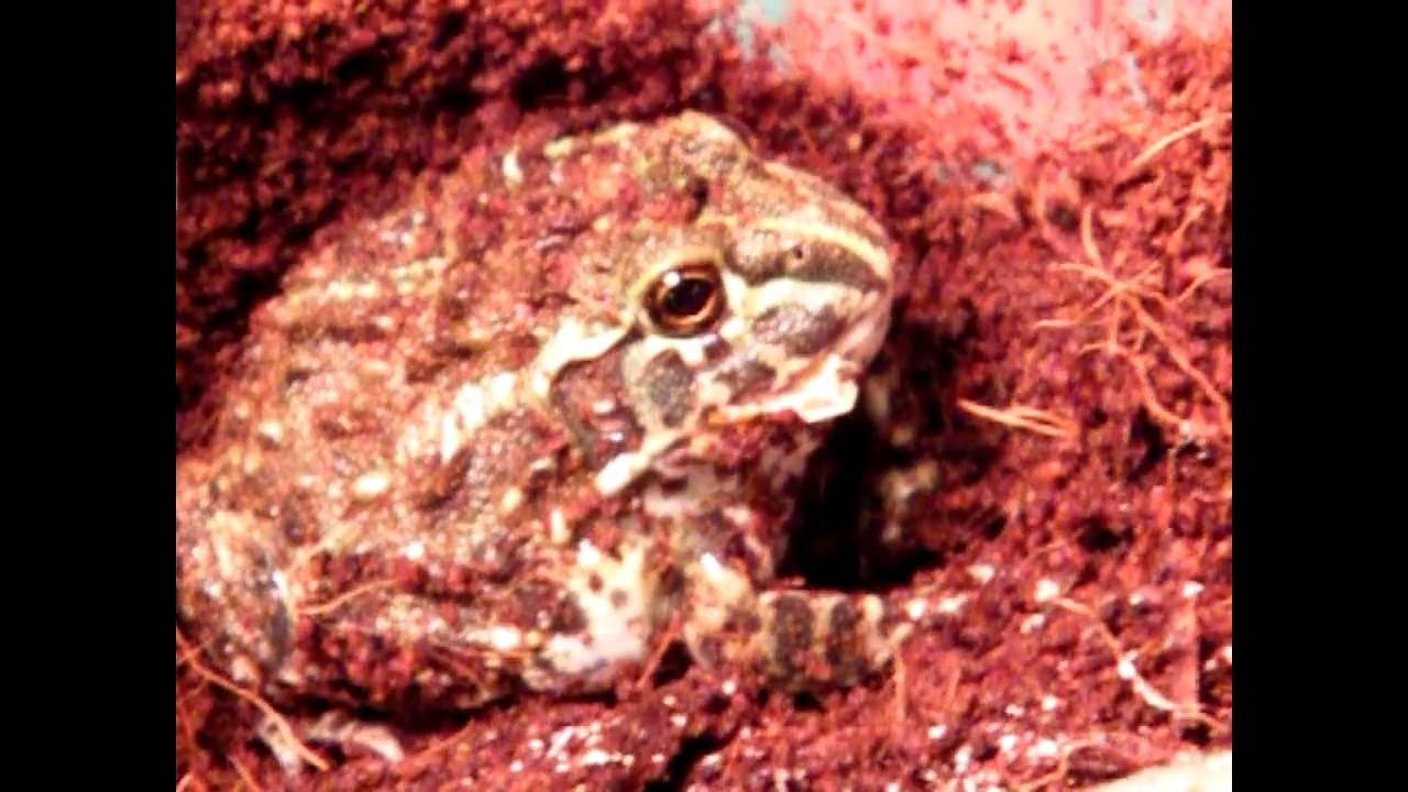 PIXIE FROG SUPERWORM FEED - YouTube