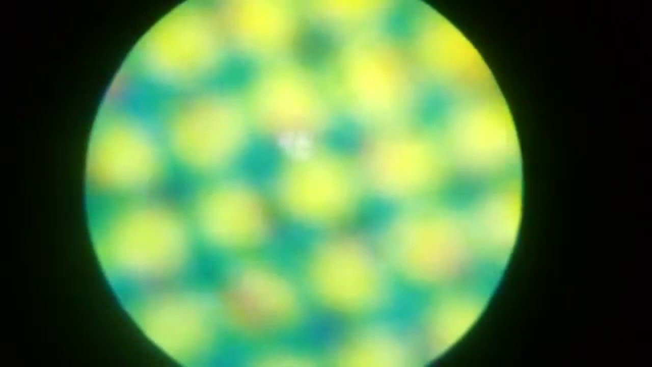 Plastic Card under the microscope [ 30x 60x 1100x ] - YouTube