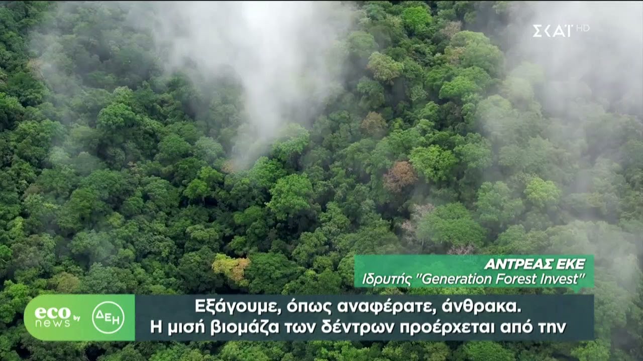 ECO NEWS BY ΔΕΗ | Generation Forest Invest: Τα δάση που καλλιεργούνται ...