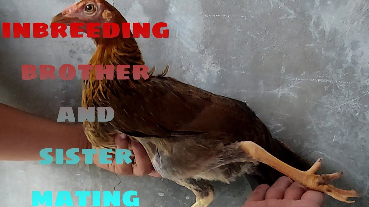 Inbreeding result - YouTube