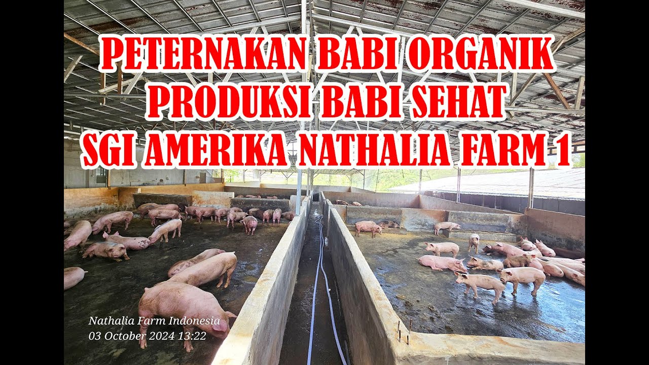 PRODUKSI BABI SEHAT NATHALIA FARM 1 SEJAK 2018 - YouTube