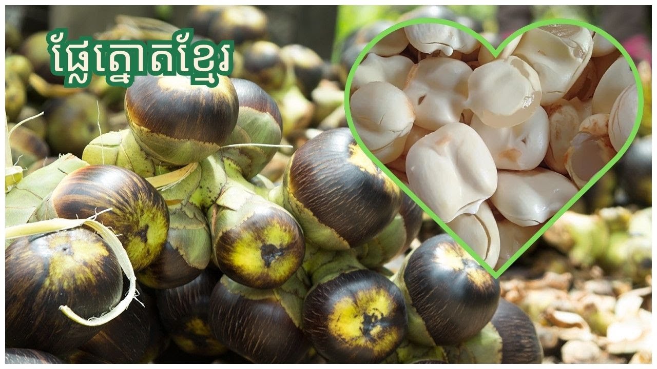 Khmer Palm Tree Fruits (natural fresh fruits) Cambodia’s street food in ...