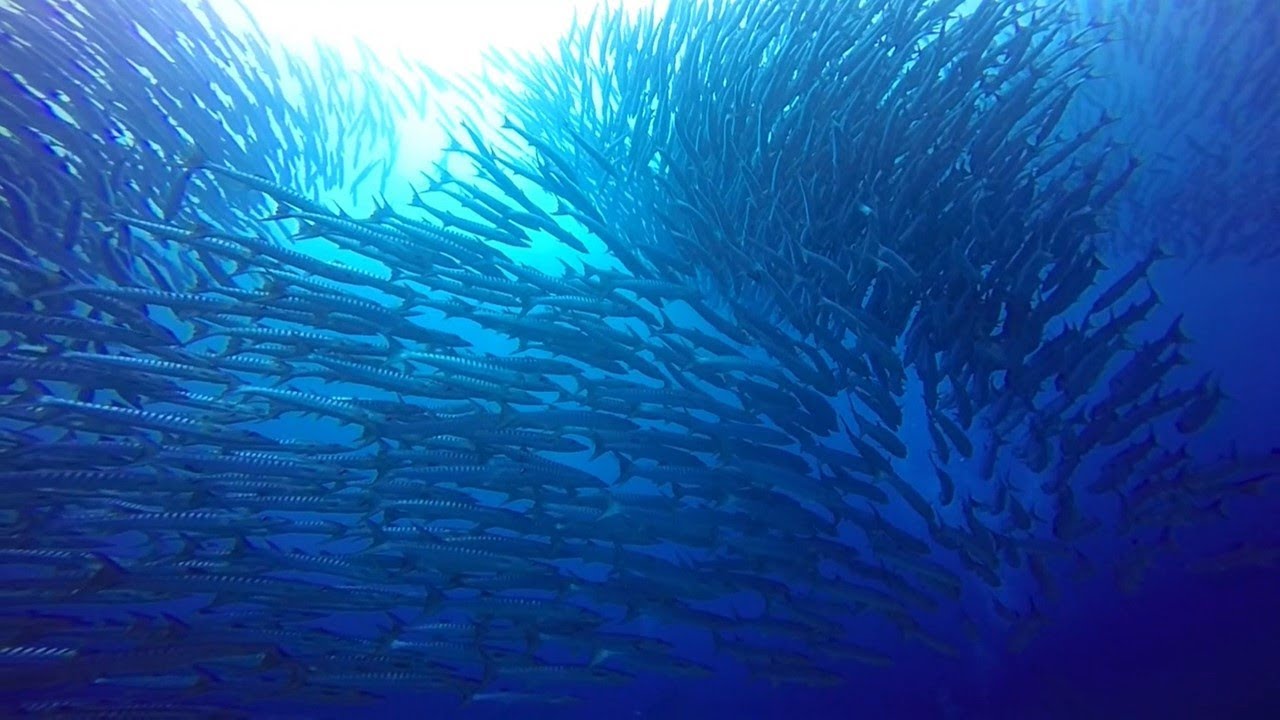 Scuba Diving in Indonesia - Best moments from Derawan Archipelago - YouTube