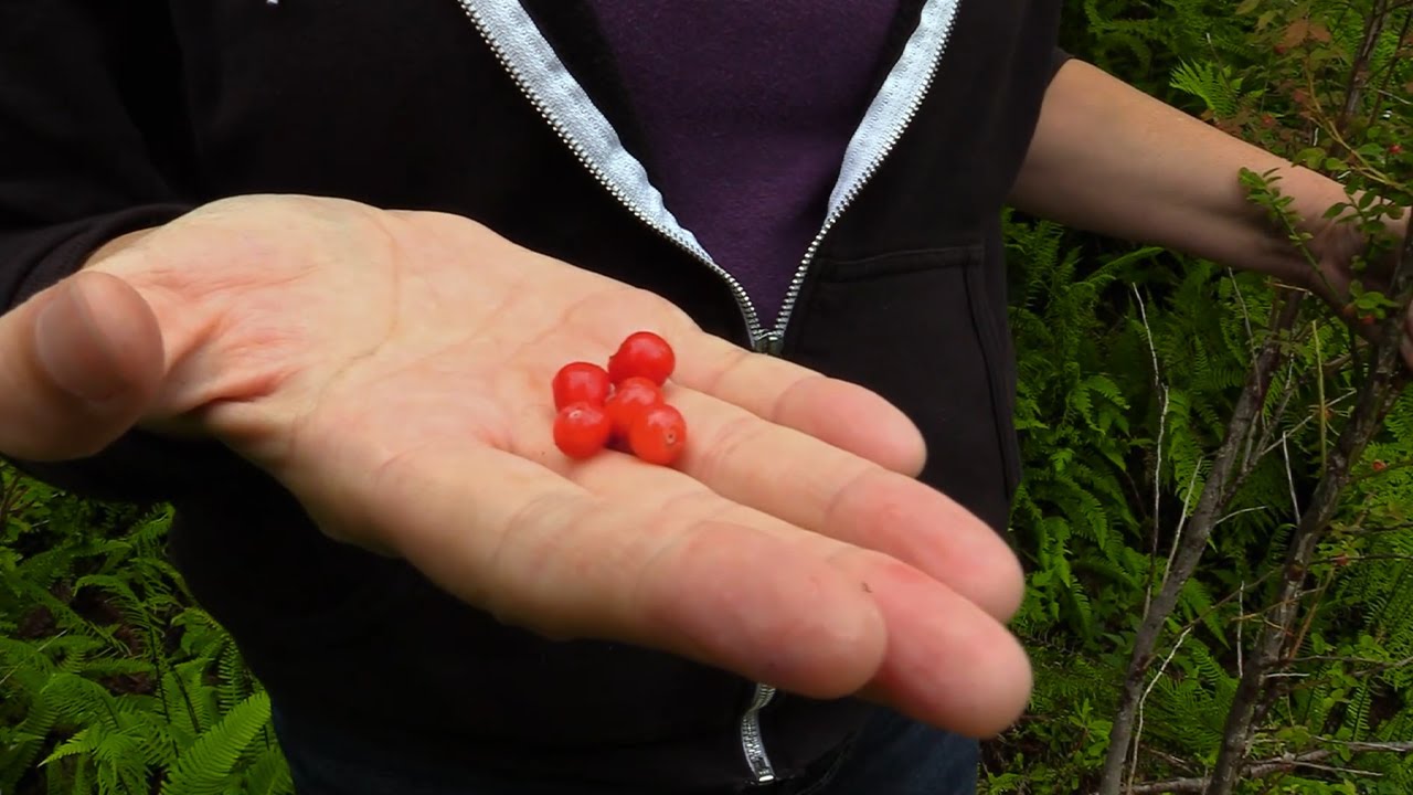 Red Huckleberry (Identification) - YouTube