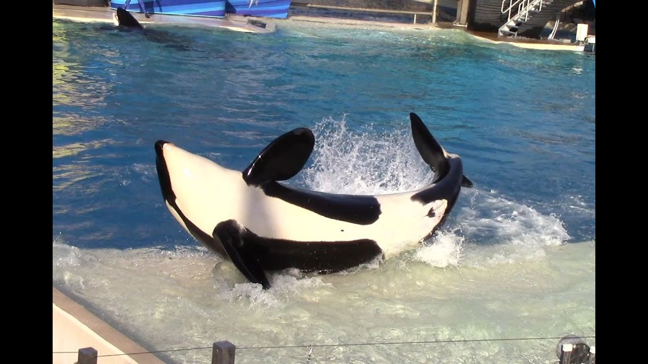 Kasatka's Breakspin during One Ocean at SeaWorld San Diego (3/22/14 ...