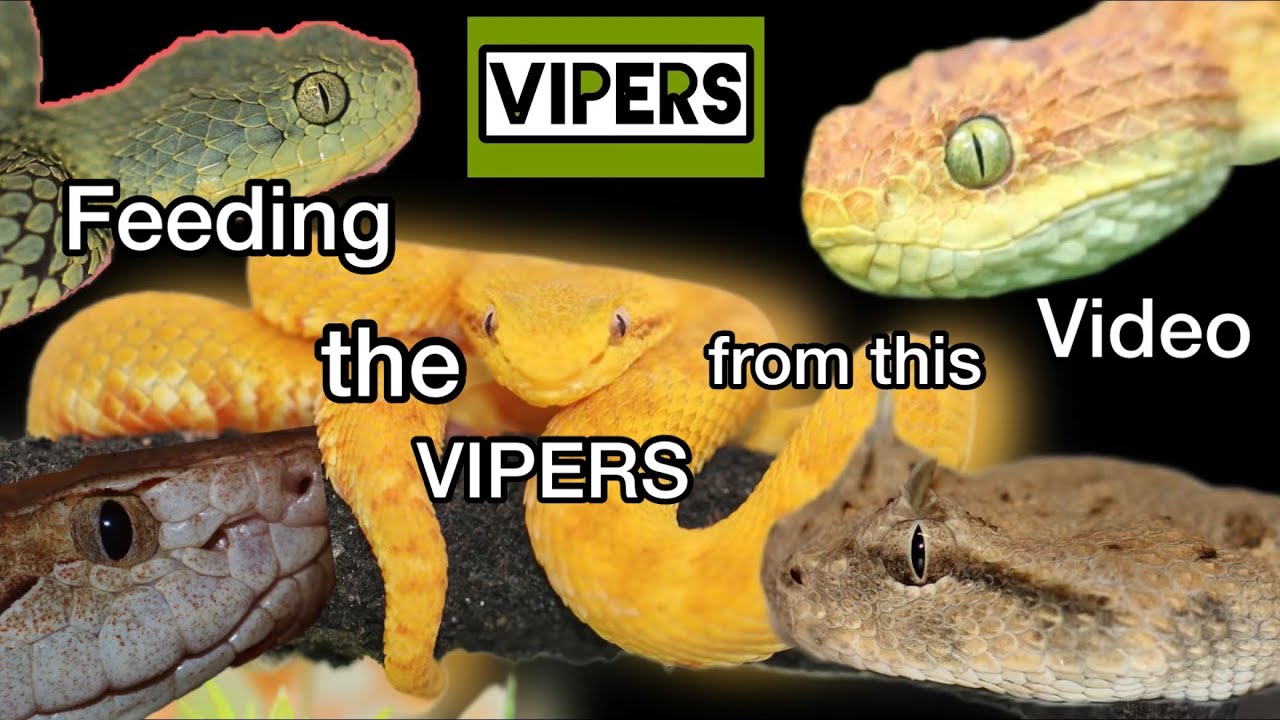 Feeding those VIPERS - YouTube