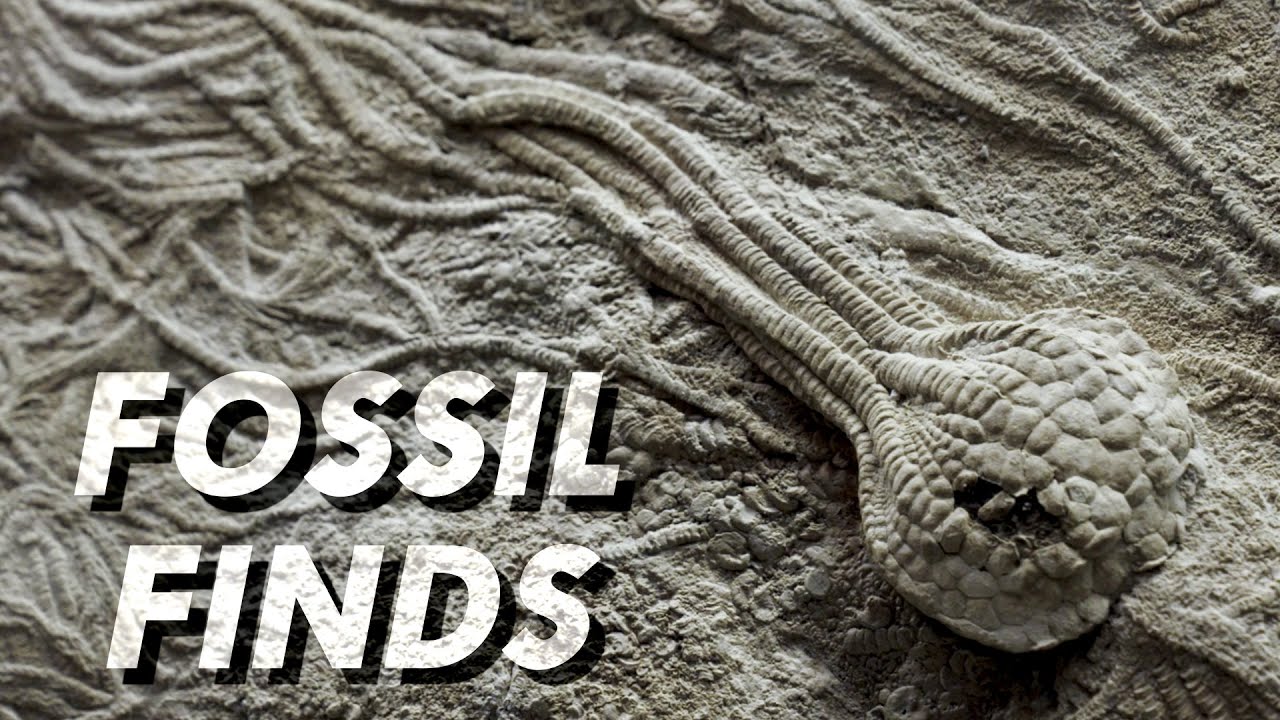 Waukesha Fossils - Great Lakes Now - Episode 1029 - Segment 3 - YouTube