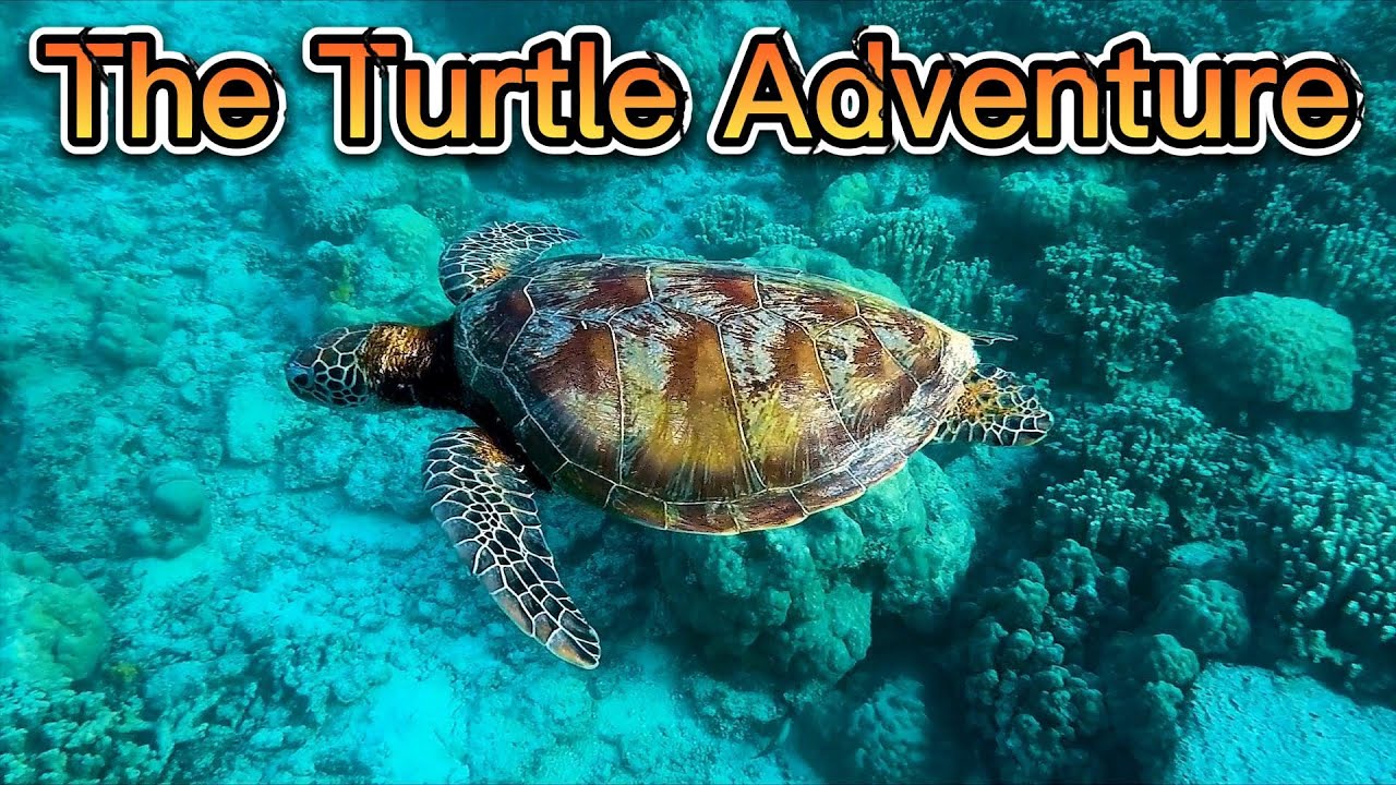 The Turtle Adventure - YouTube