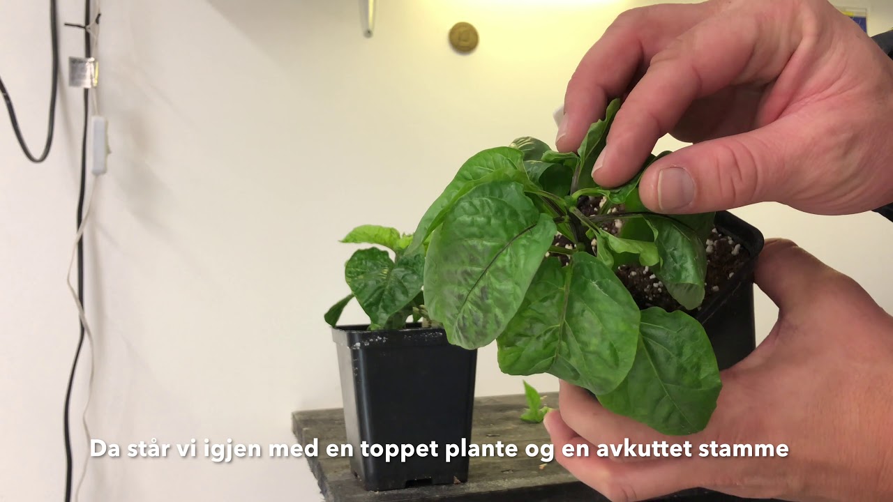 Topping, fimming, hva når hvordan? - YouTube
