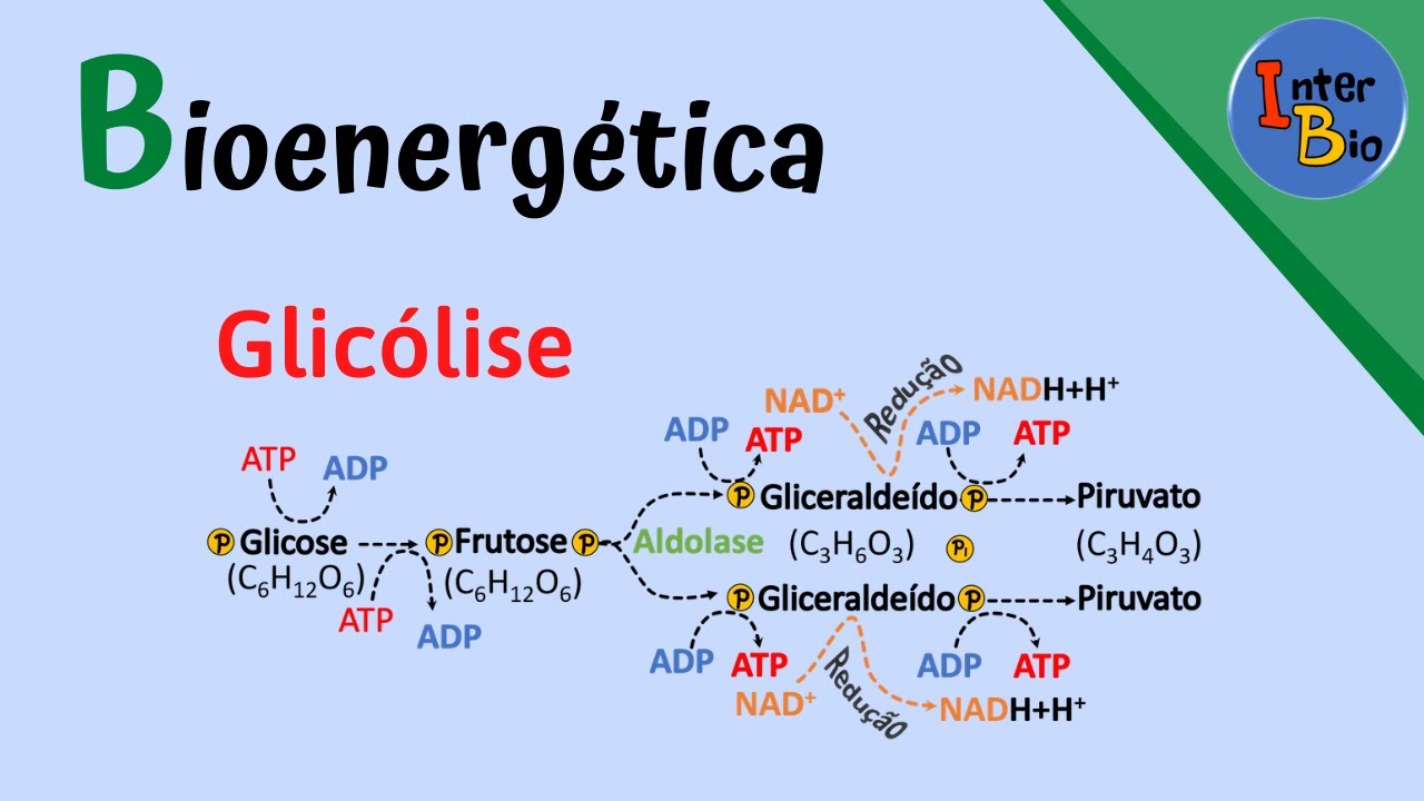 Bioenergética - Glicólise - YouTube