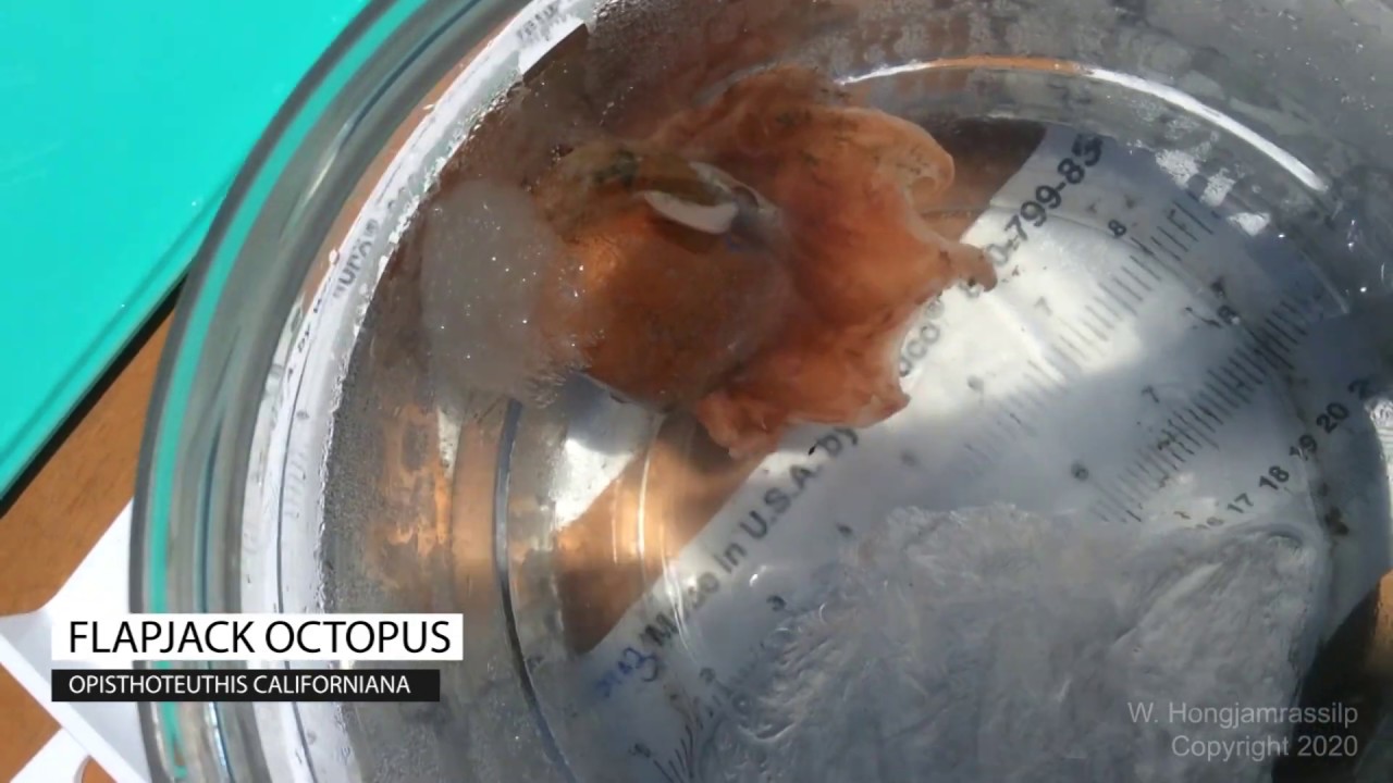 Flapjack octopus - YouTube