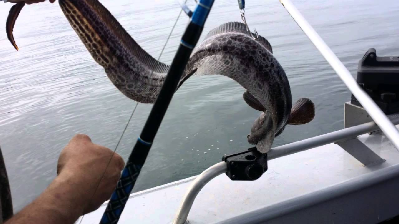 Newport Oregon bottom fishing got a Eel - YouTube