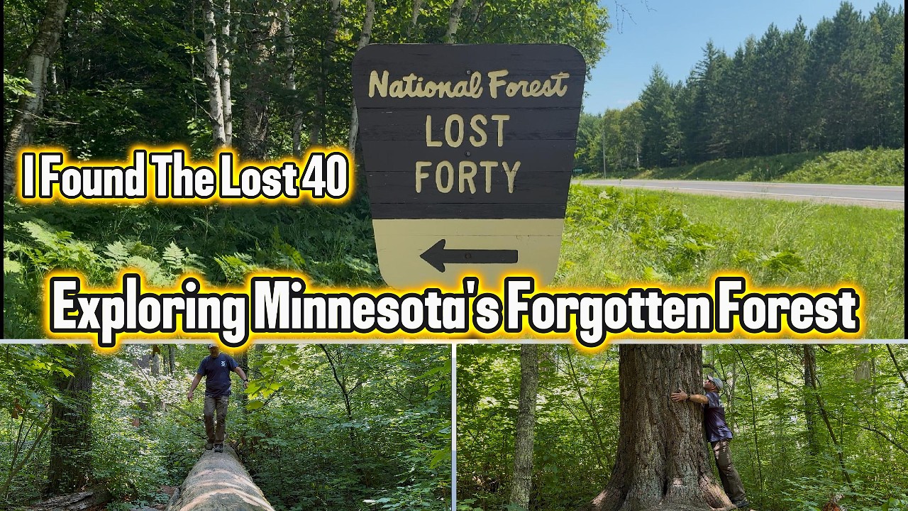 I Found The Lost 40 - Exploring Minnesota's Forgotten Forest - YouTube