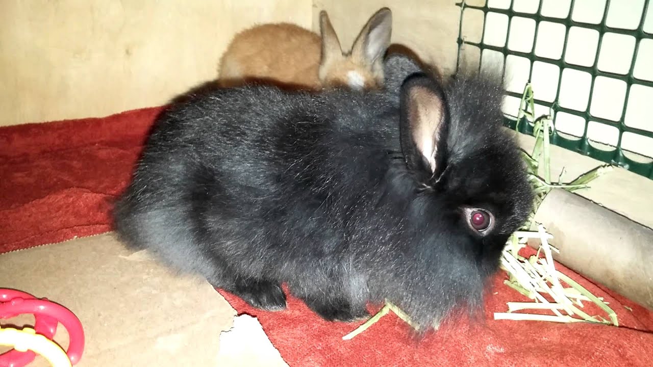 Dwarf Lionhead & Rex Bunnies - YouTube
