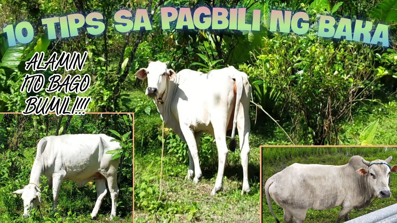 10 TIPS SA PAGBILI NG BAKA NA DAPAT MALAMAN MO BAGO KA BUMILI! - YouTube