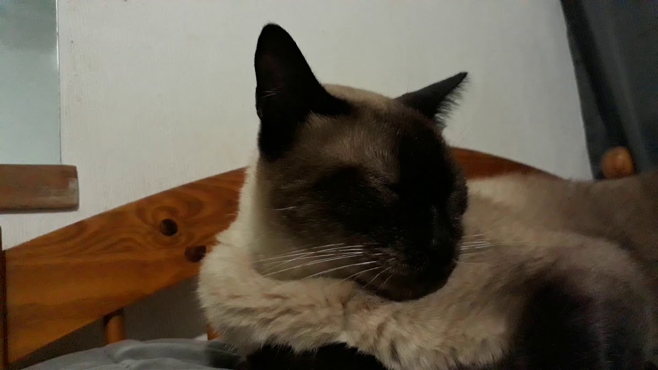 Michi mimiendo con una canción de Mario 64 - YouTube