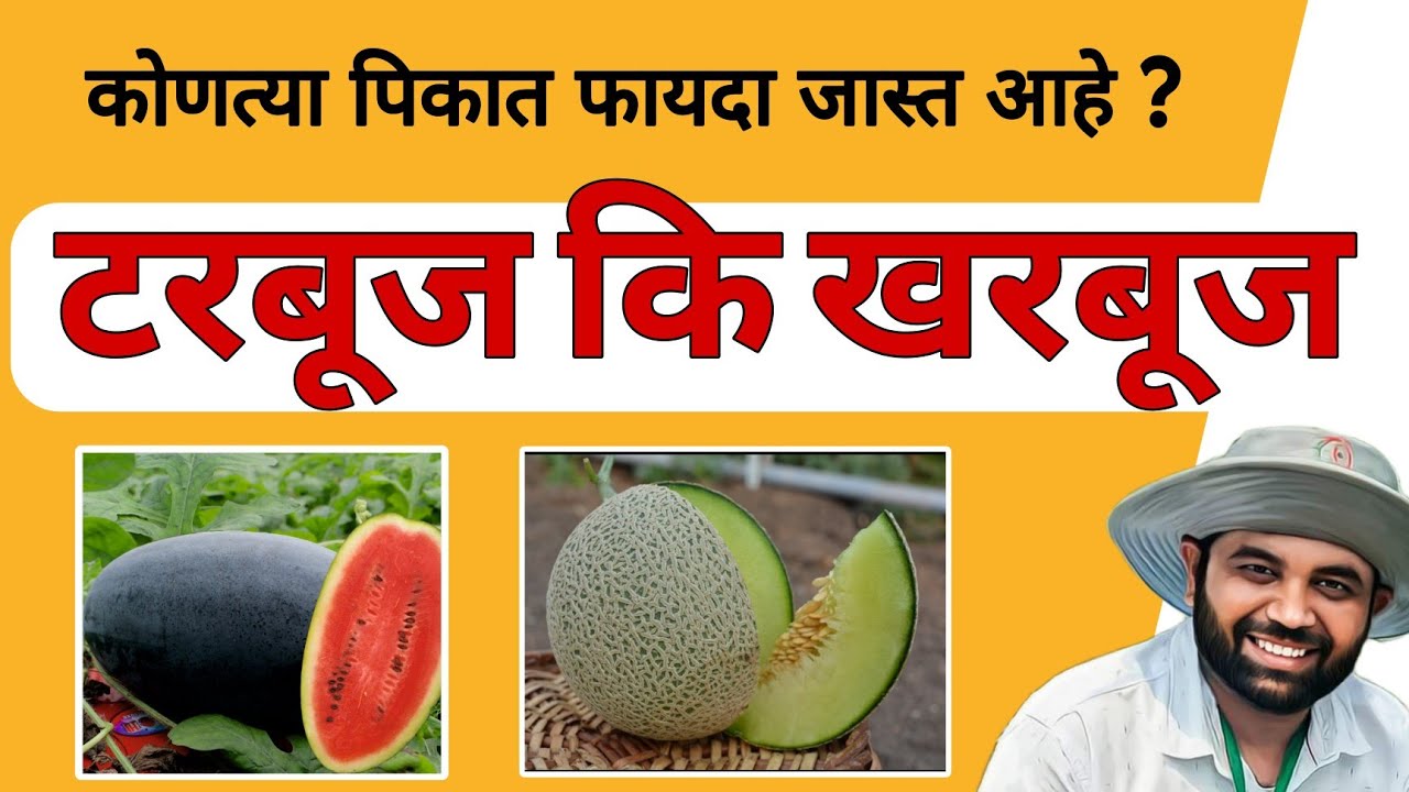 टरबूज कि खरबूज काय लावावे? कोणत्या पिकात फायदा जास्त आहे?#tarbuj # ...