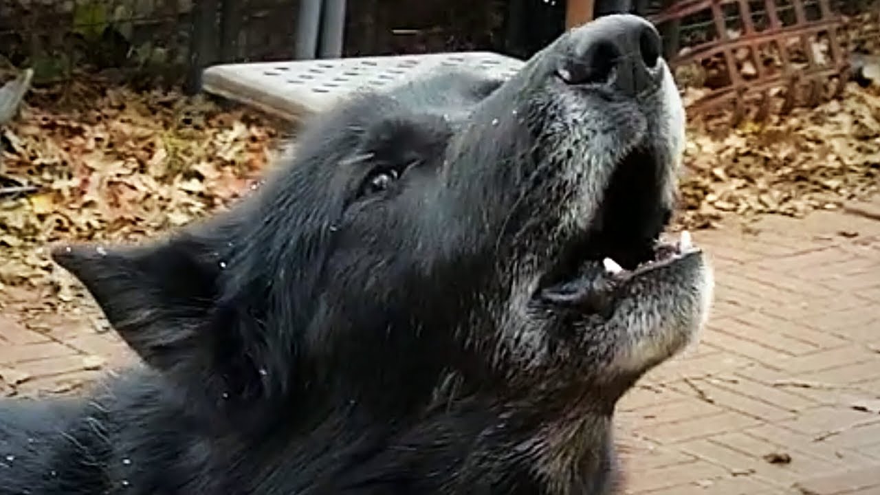 Howling Lycan & Blue Bay Shepherds - YouTube