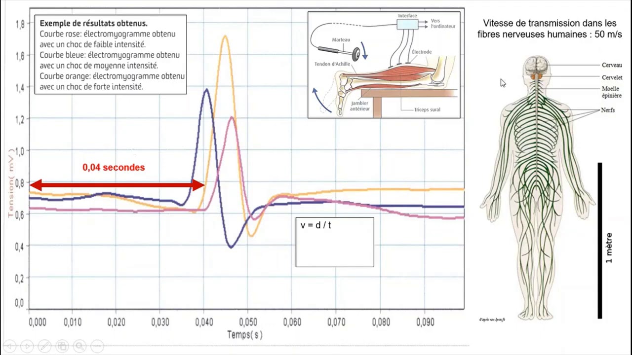 SVT Le réflexe myotatique - YouTube