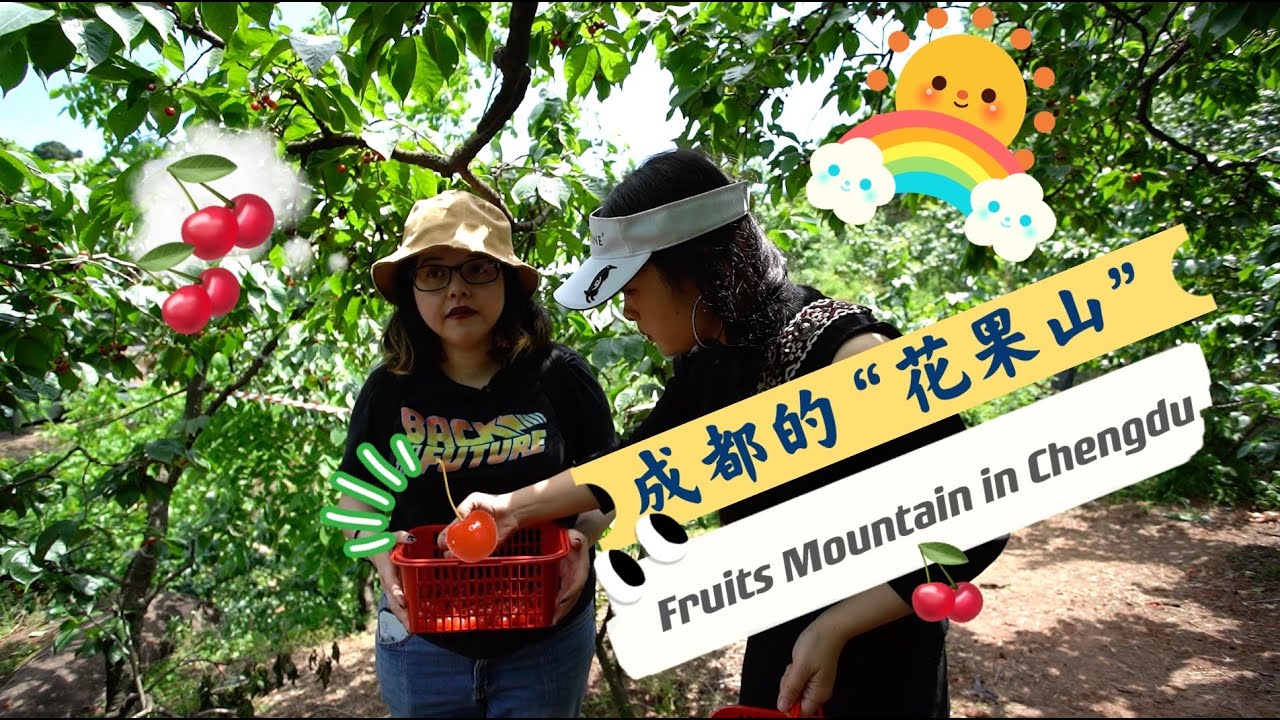 Where's the best place for cherry picking in Chengdu China? |Chengdu ...
