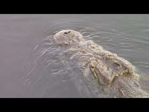 Crocodile Stalking - YouTube