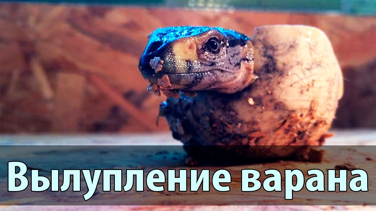 Monitor lizard hatching - YouTube