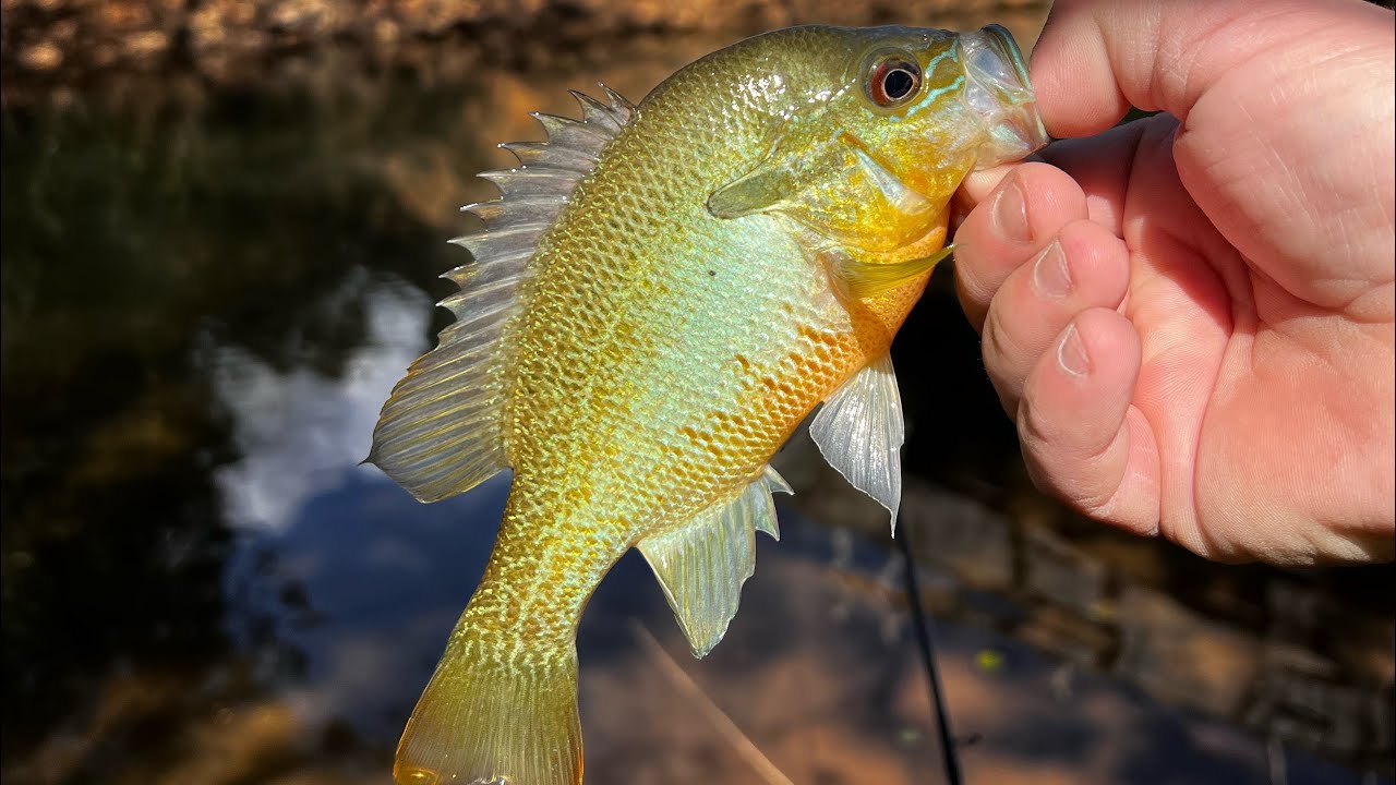 Creek Fishing Compilation - YouTube